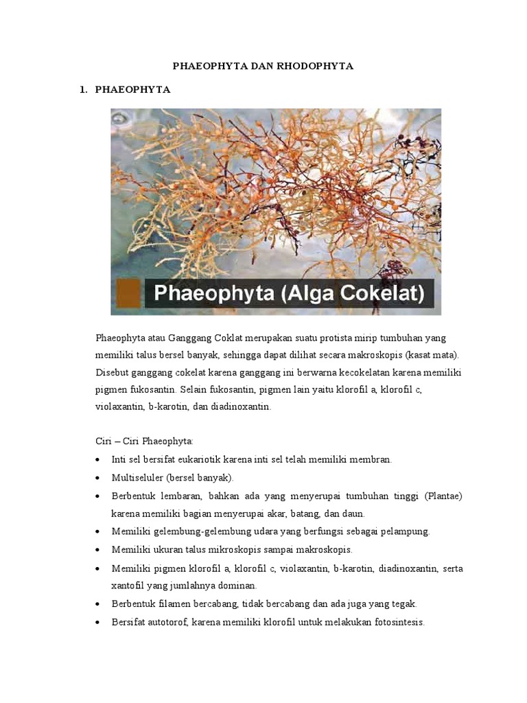 Phaeophyta Dan Rhodophyta | PDF