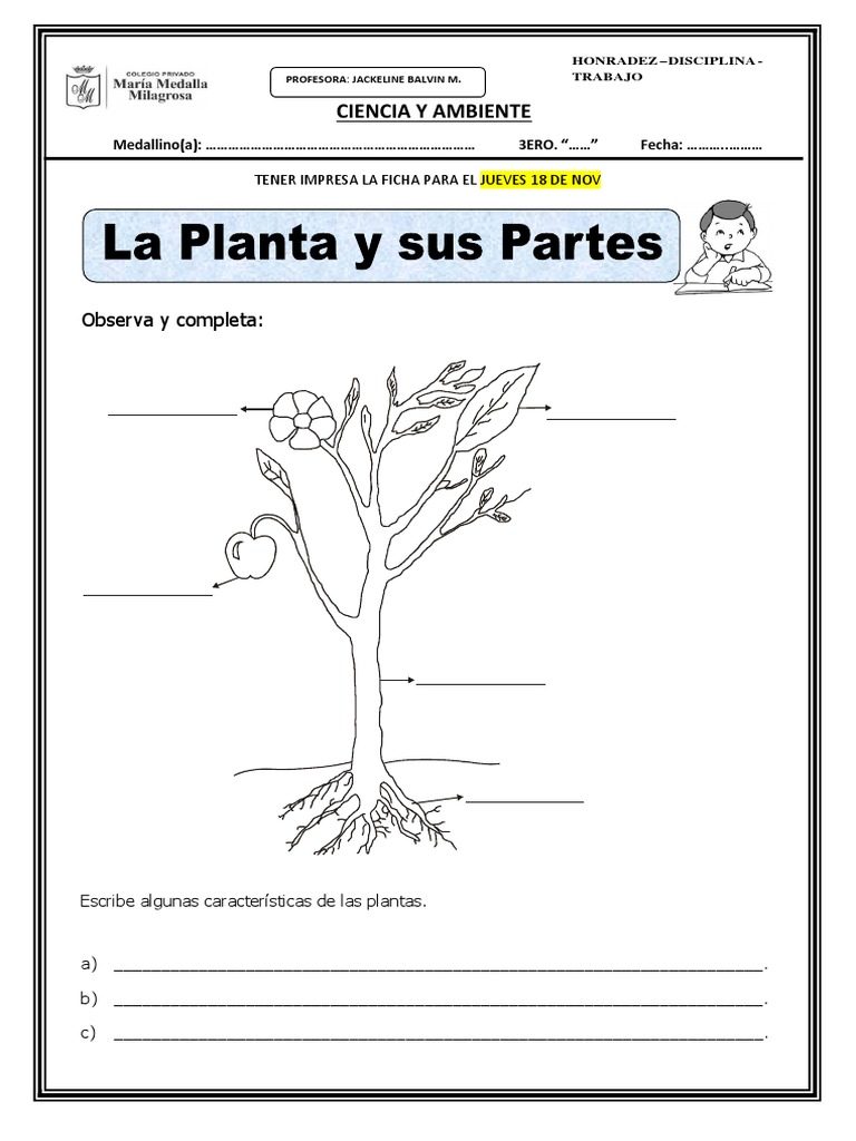 Hoja De Trabajo Sobre Las Partes De Una Planta Para Primer Grado