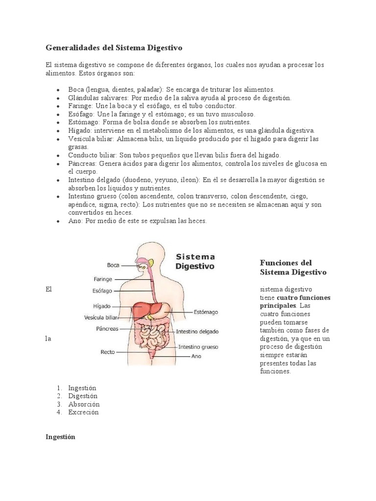 Generalidades Del Sistema Digestivo