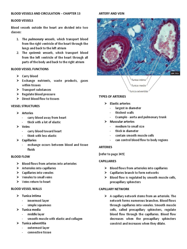 Blood Vessels and Circulation - Chapter 13 Blood Vessels Artery and ...