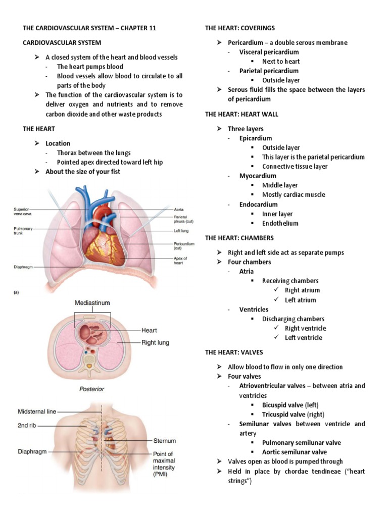 The-Cardiovascular-System Notes Marieb | PDF | Heart | Atrium (Heart)