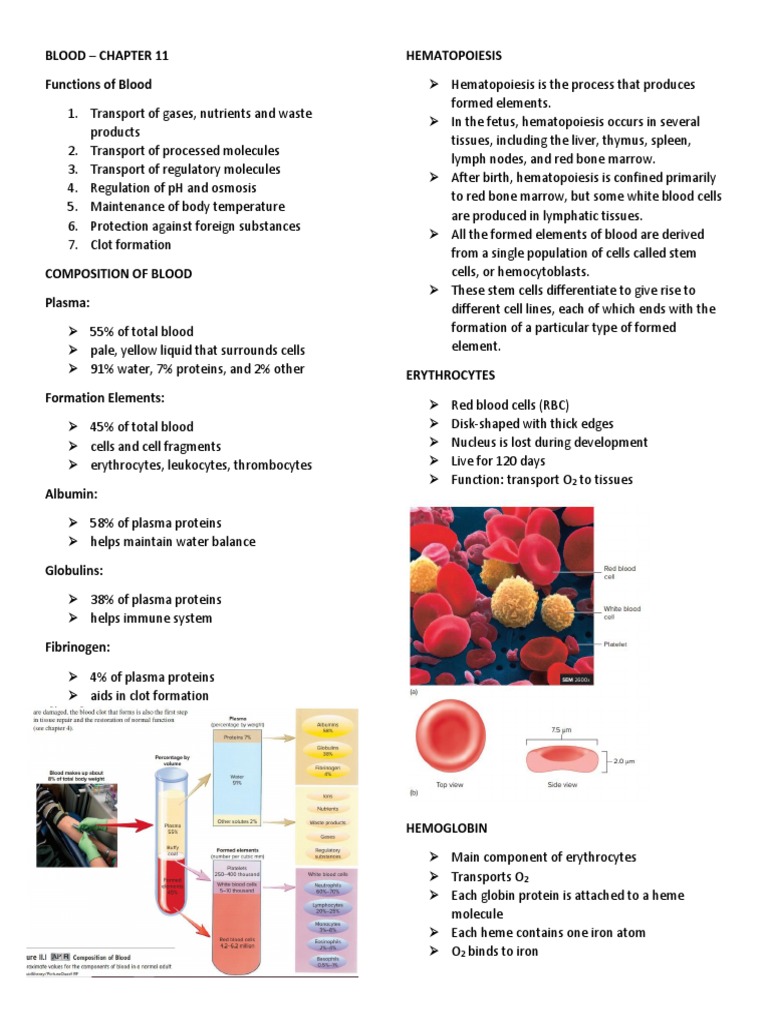 Blood - Chapter 11 Functions of Blood Hematopoiesis | Download Free PDF ...