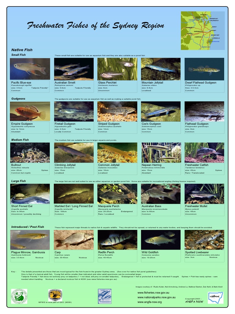 Freshwater Fish Sydney Region - POSTER - 2003 | Download Free PDF ...