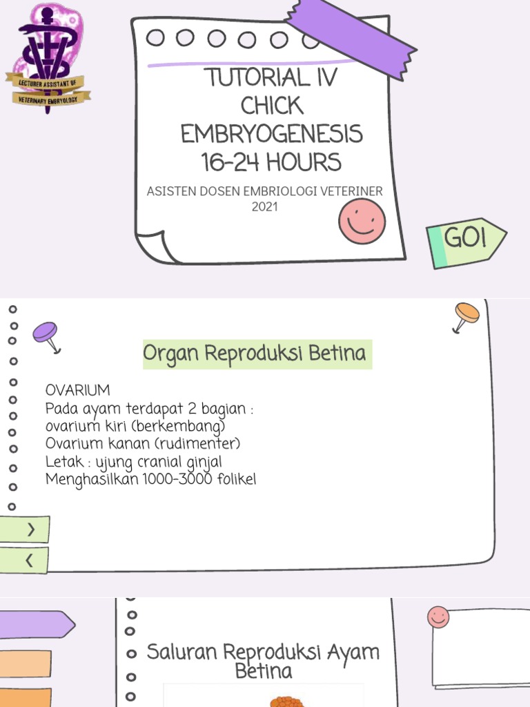 Embriogenesis Ayam: 16-24 Jam Pertama | PDF | Kajian Bahasa Asing ...