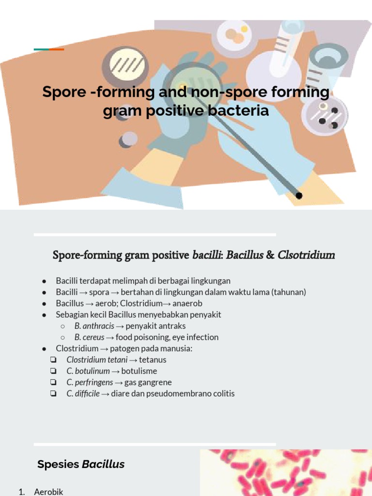 Spore - Forming and Non-Spore Forming Gram Positive Bacteria | PDF
