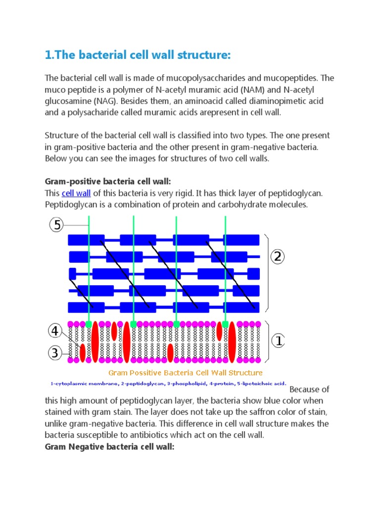 1.the Bacterial Cell Wall Structure | PDF | Ribosome | Cell Membrane