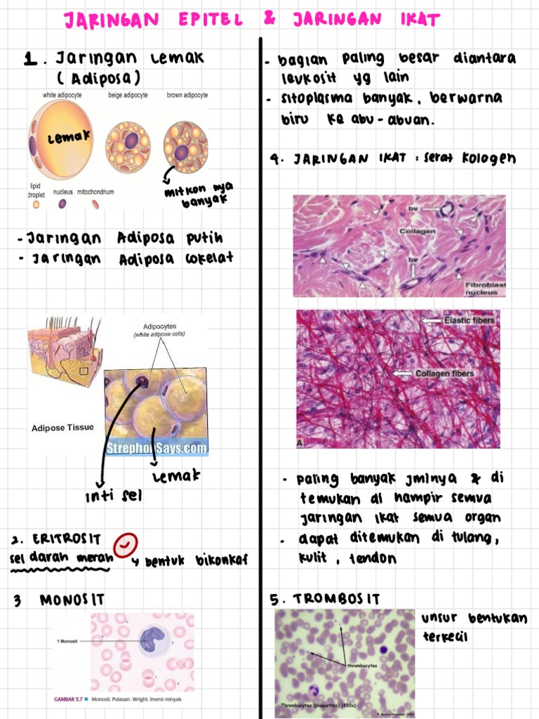 Jaringan Epitel Dan Jaringan Ikat 2 | PDF