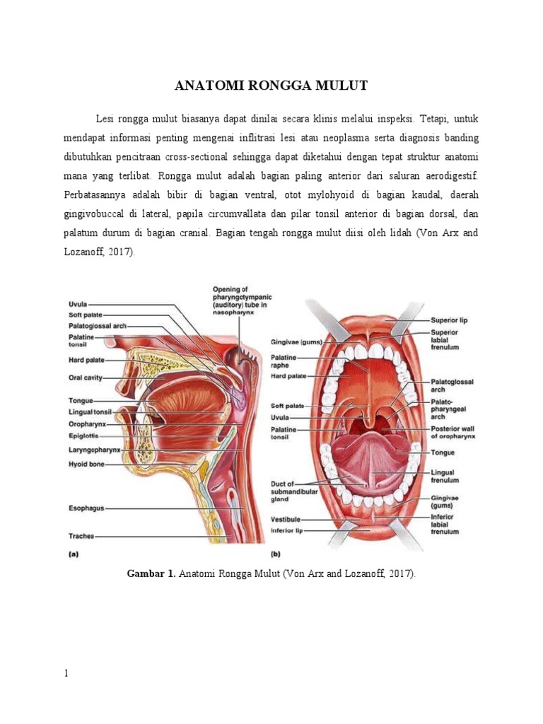 Gambar 1. Anatomi Rongga Mulut (Von Arx and Lozanoff, 2017) | PDF