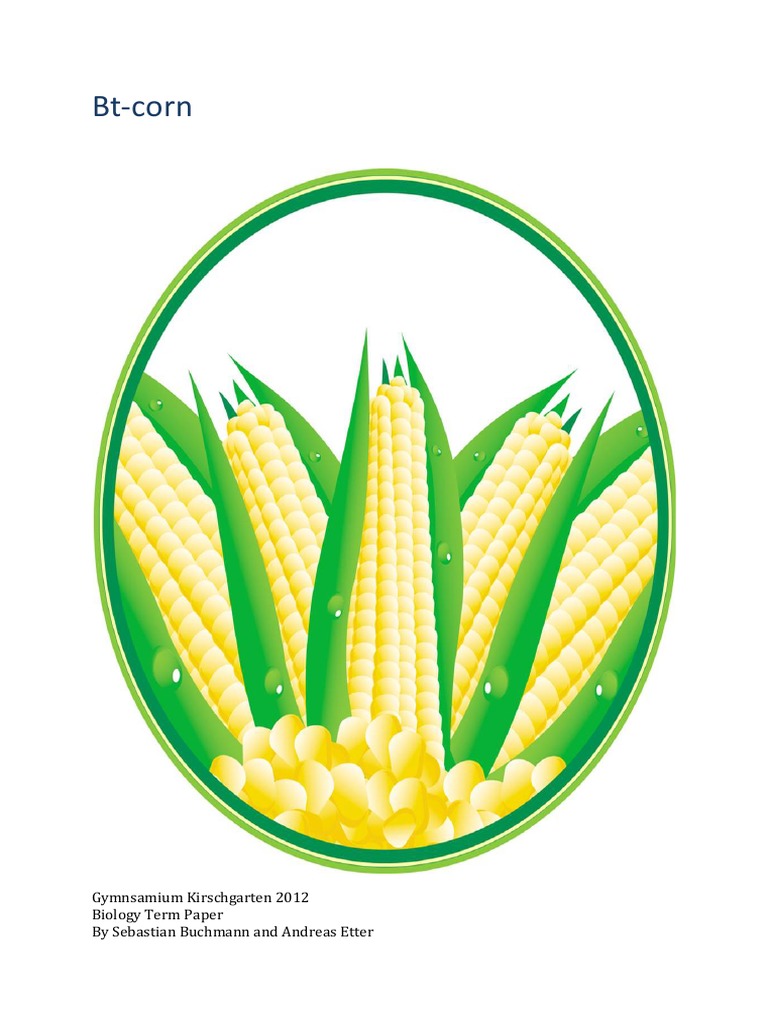 BT Corn | PDF | Genetic Engineering | Gene