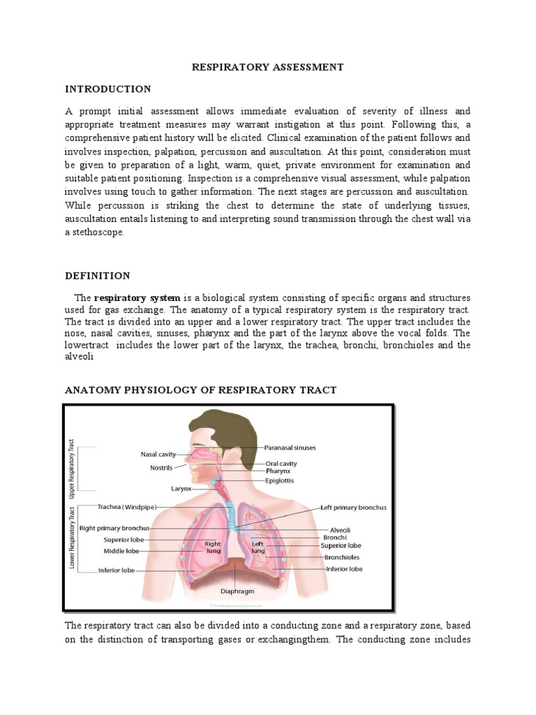 Respiratory Assessment | PDF | Respiratory Tract | Lung
