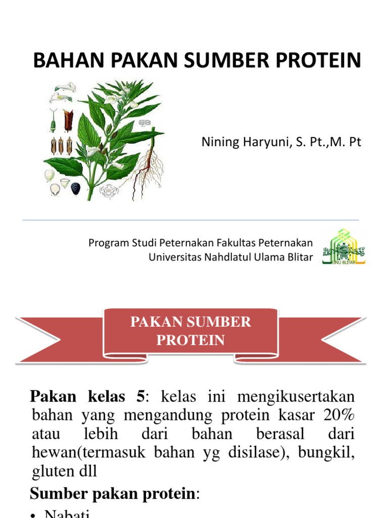 Sumber Pakan Protein Ternak Terbaik | PDF