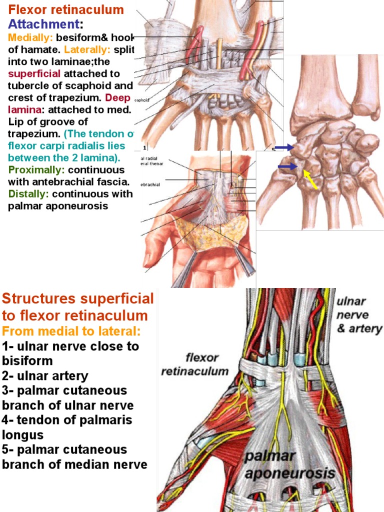 Flexor & Extensor Retinaculum | PDF | Musculoskeletal System | Limbs ...