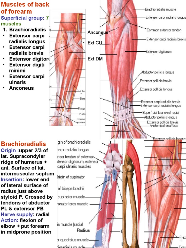 Brachioradialis Radialis Longus Radialis Brevis: Superficial Group ...