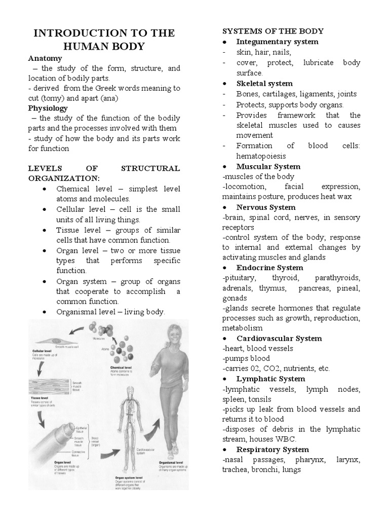 Introduction To The Human Body | PDF | Human Body | Anatomical Terms Of ...