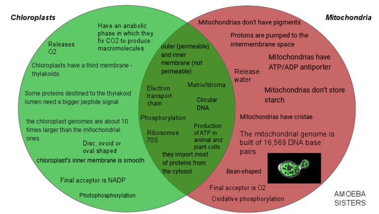Mitochondria Vs Chloroplasts | PDF | Mitochondrion | Chloroplast