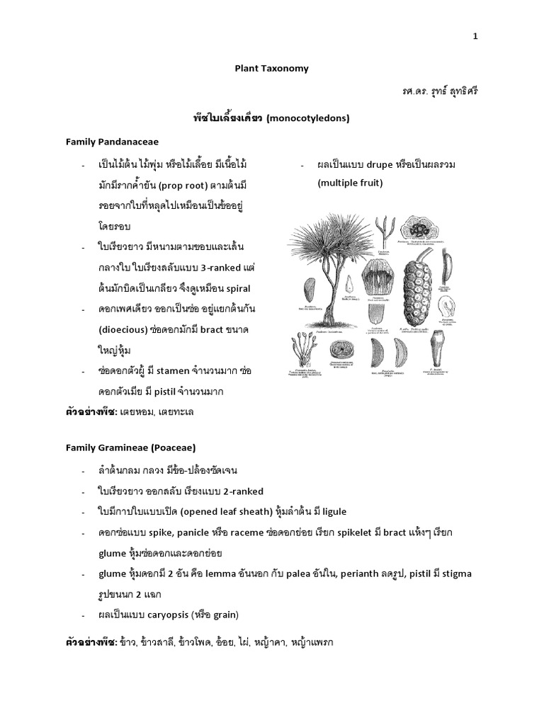 Sheet Plant Taxonomy | PDF