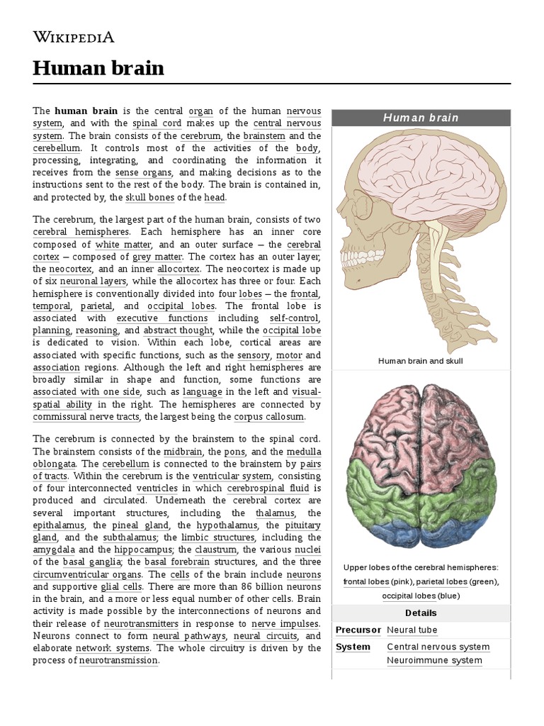 Human Brain | PDF | Human Brain | Cerebral Cortex