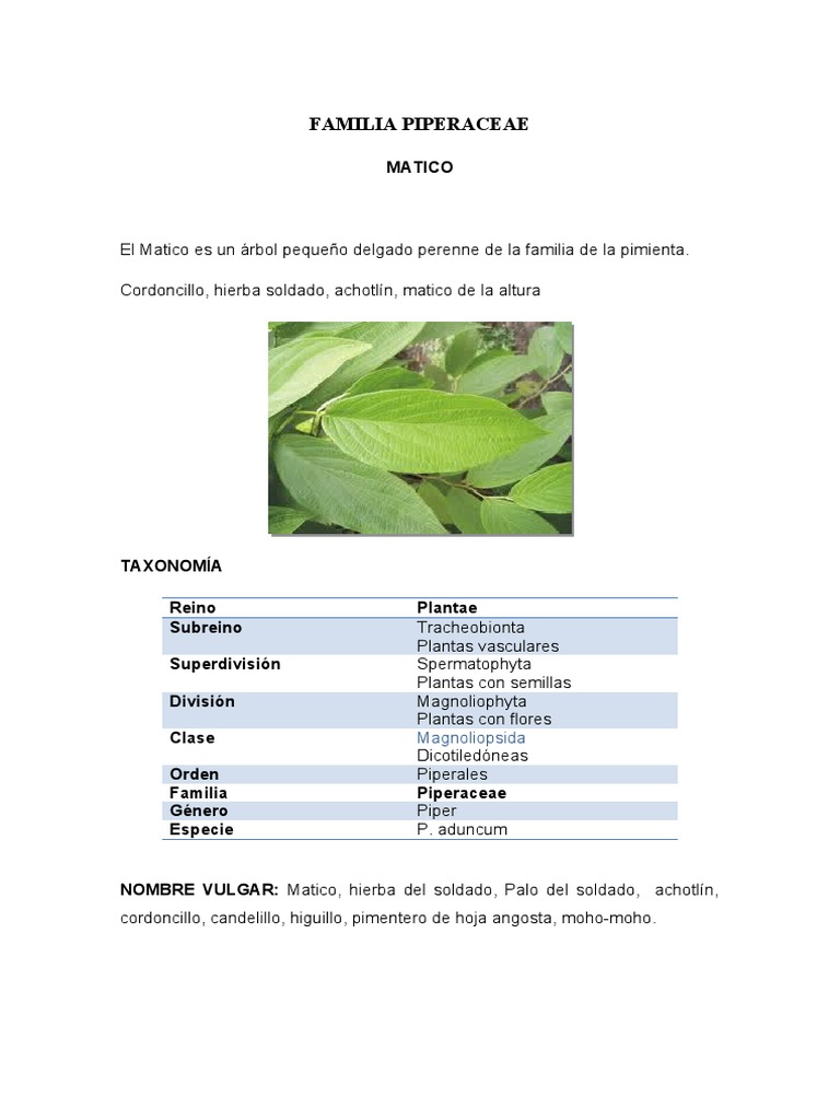 Las propiedades medicinales y usos del Matico (Piper aduncum) | PDF ...