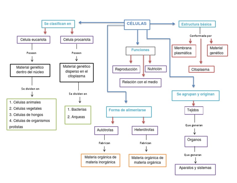 Mapa Conceptual de Células Eucariotas y Procariotas | PDF