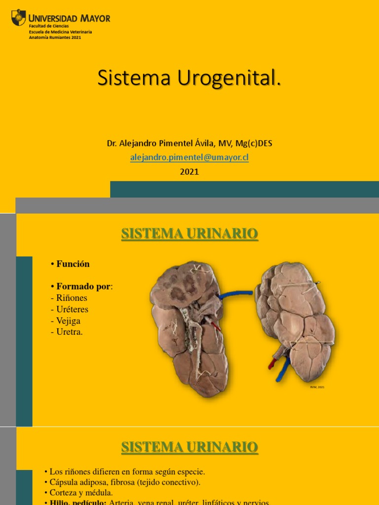Sistema Urogenital | PDF | Riñón | Sistema urinario
