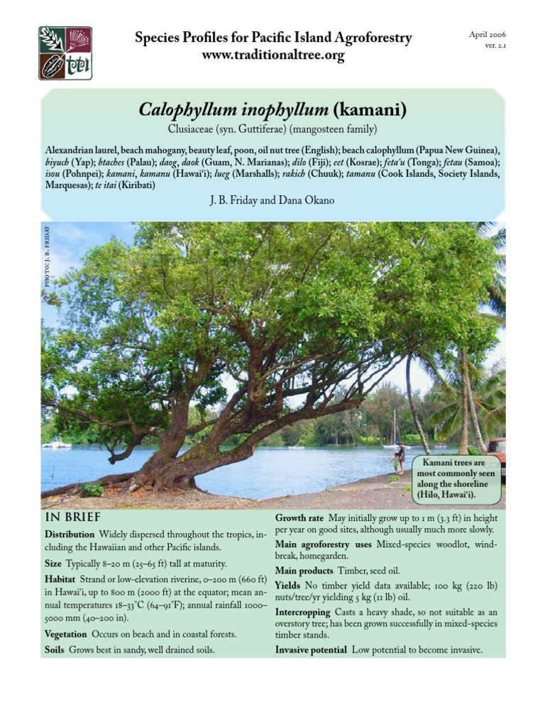 Calophyllum Kamani | PDF | Pruning | Trees