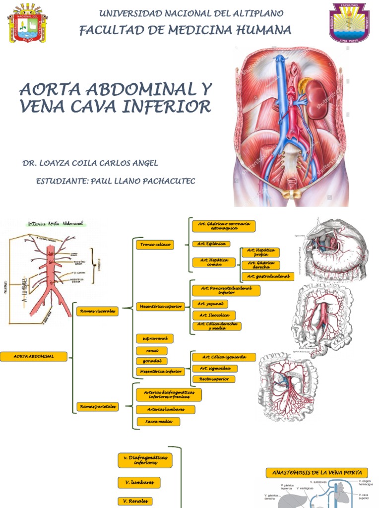 Anatomía De La Aorta Abdominal, Ramas Aorta: Anatomía, Ramas,