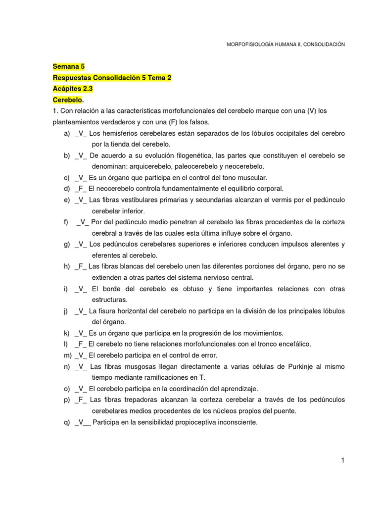 MORFO 2 Conso 5 | PDF | Cerebelo | Neurobiología