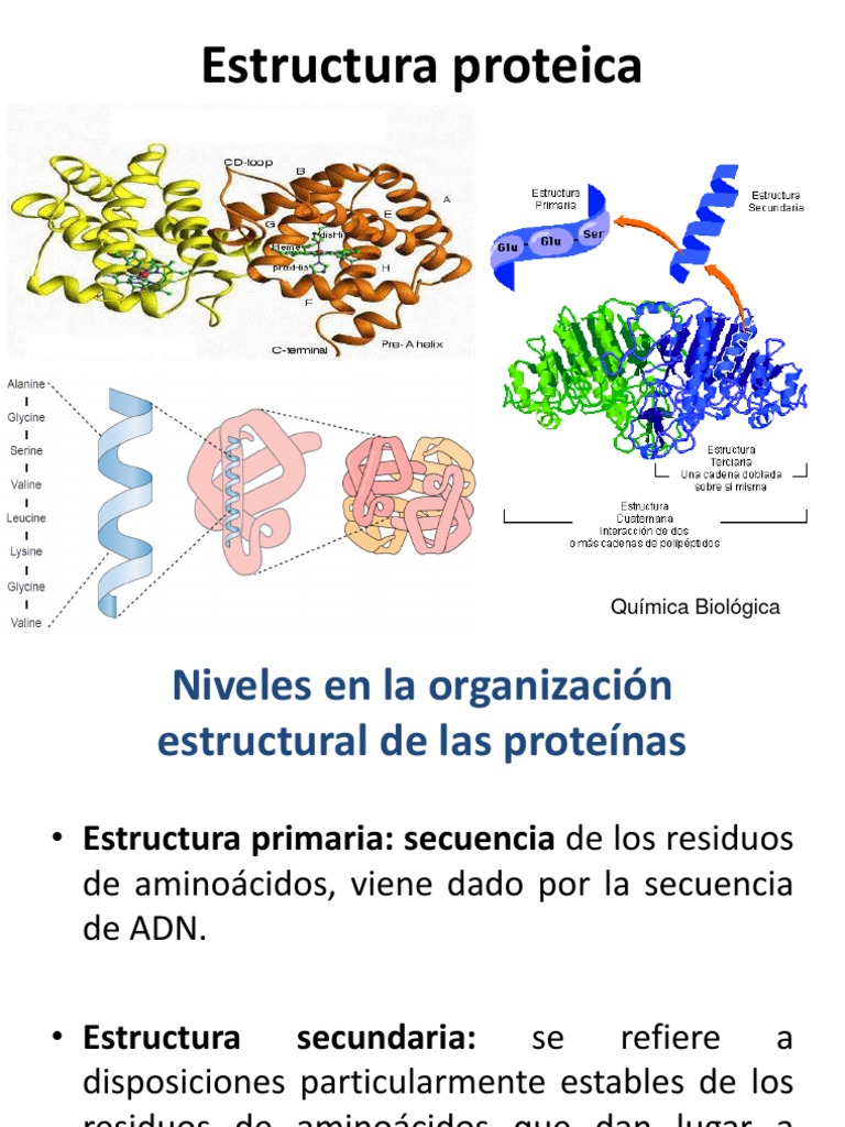 Clase 6 - Estructura de Las Proteínas | PDF | Estructura proteica | Dominio de proteínas