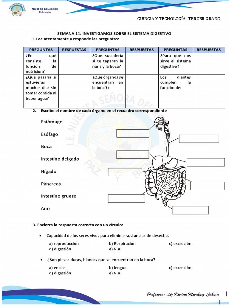 Hoja De Trabajo Sobre El Sistema Digestivo Humano: Clave De Respuestas