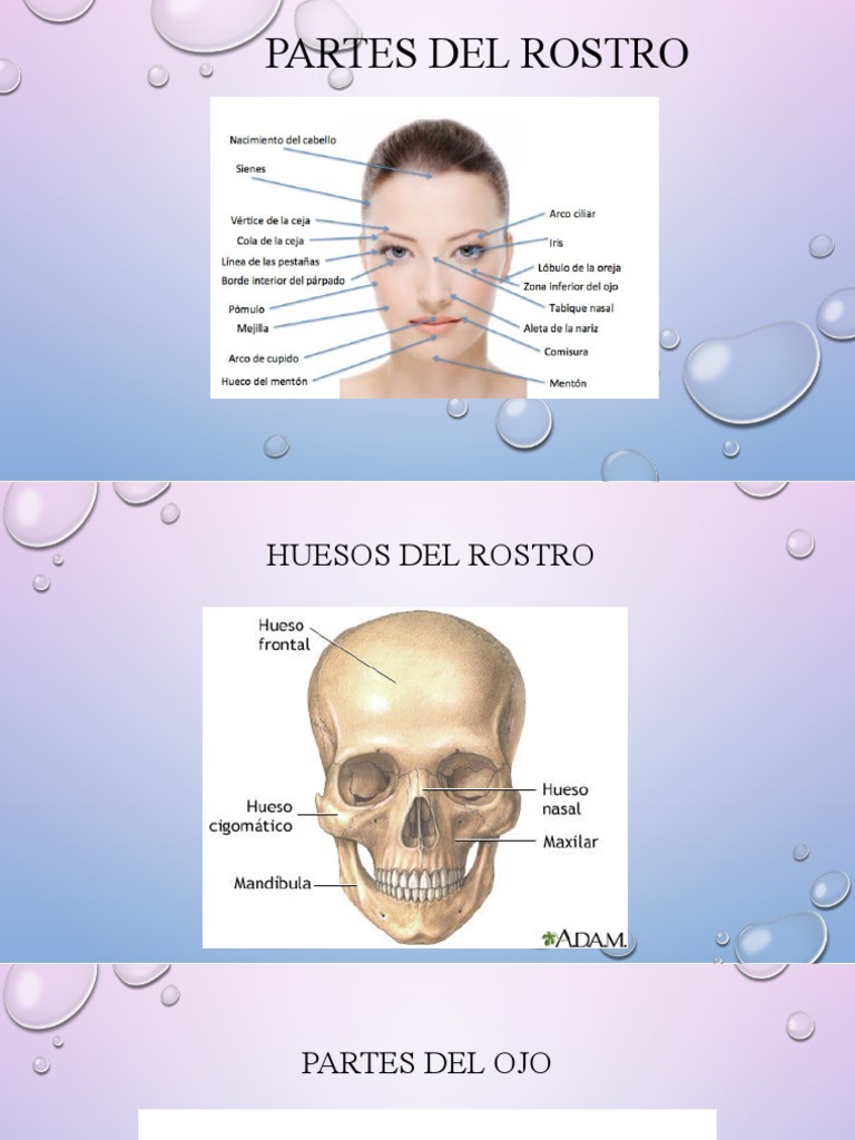 Partes Del Rostro | PDF