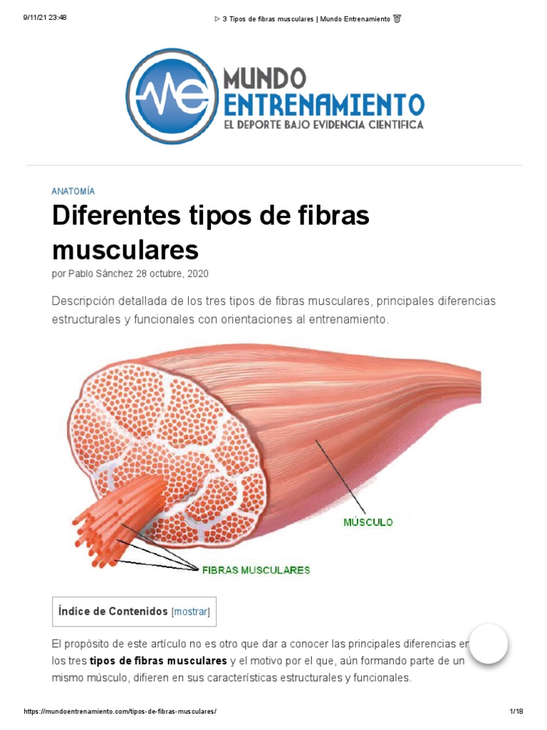3 Tipos de Fibras Musculares - Mundo Entrenamiento ? | PDF | Músculo ...