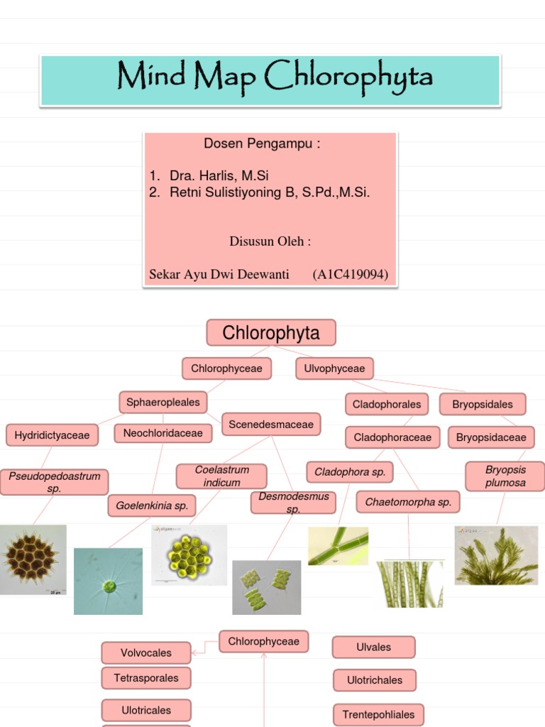Sekar Ayu Dwi Deewanti - A1c419094 - r-001 - Mind Map Chlorophyta | PDF