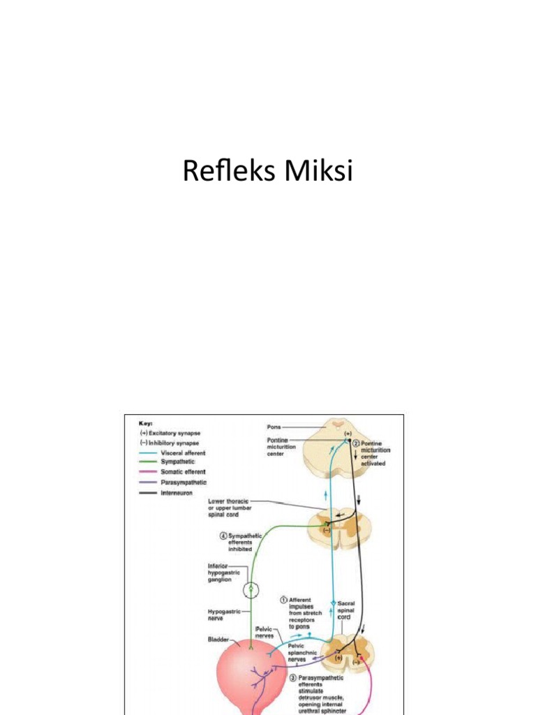 Refleks Miksi | PDF