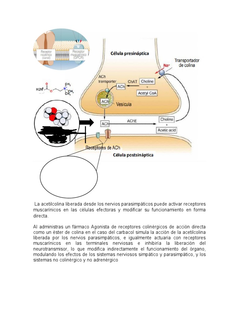 Mecanismo de Accion Del Carbacol | PDF