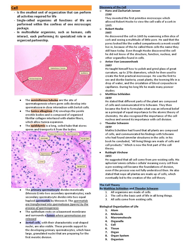 Cell Structure Notes | PDF | Cell Membrane | Cell (Biology)