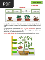Adaptaciones de Las Plantas | PDF