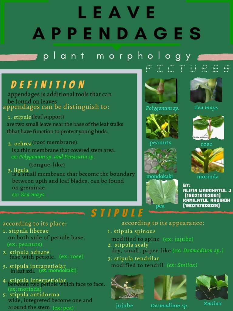 Plant Morphology: Appendages Can Be Distinguish To | PDF