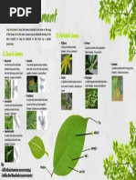 Tree Identification Key Printable: Click Here To Download | PDF ...