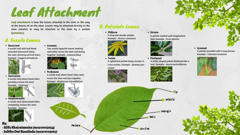 15 Leaf Attachment | PDF | Leaf | Branches Of Botany