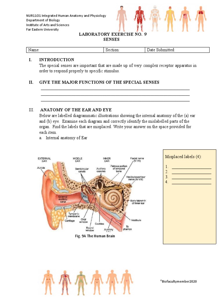 Lab Exercise9 Senses | PDF | Senses | Ear