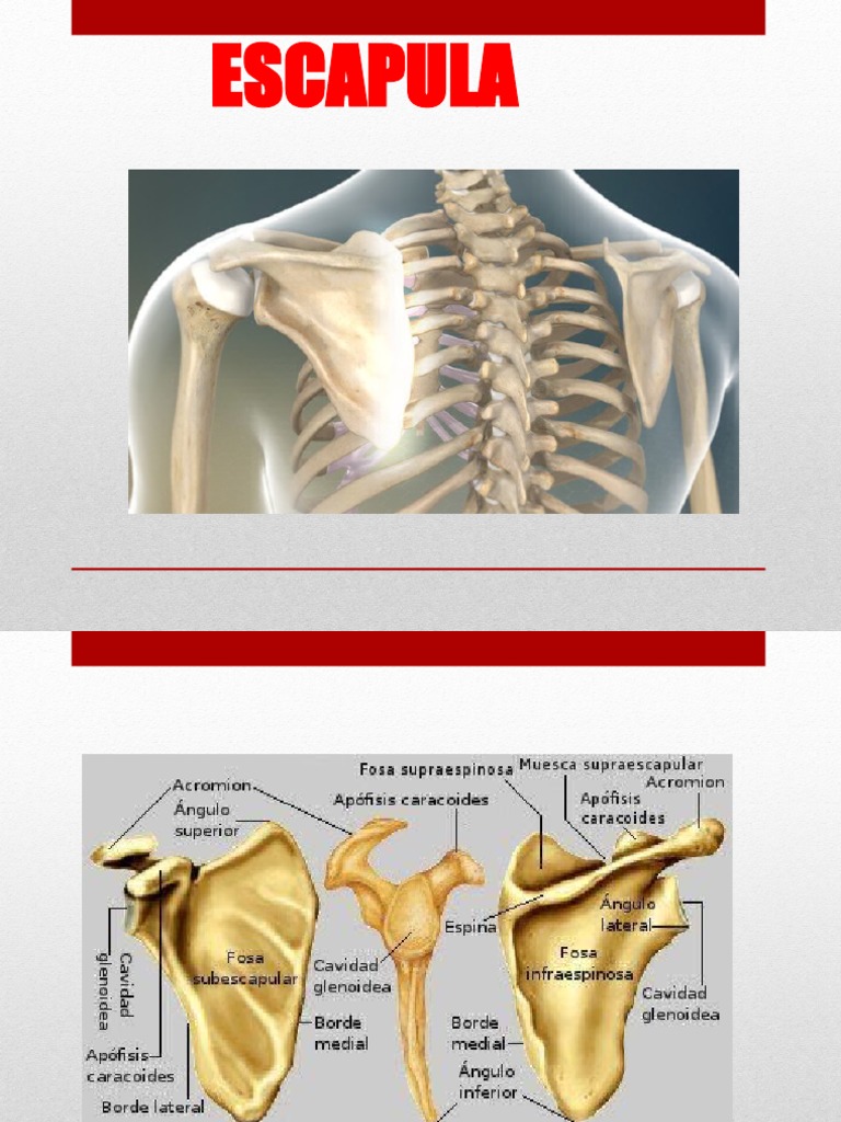 Tratamiento de Fracturas de Escápula | PDF | Ciencia y matemáticas