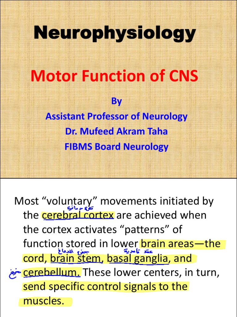 L1 Motor Function of CNS | PDF | Motor Neuron | Cerebellum