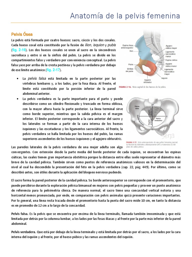 Anatomía de La Pelvis Femenina | PDF | Pelvis | Vagina
