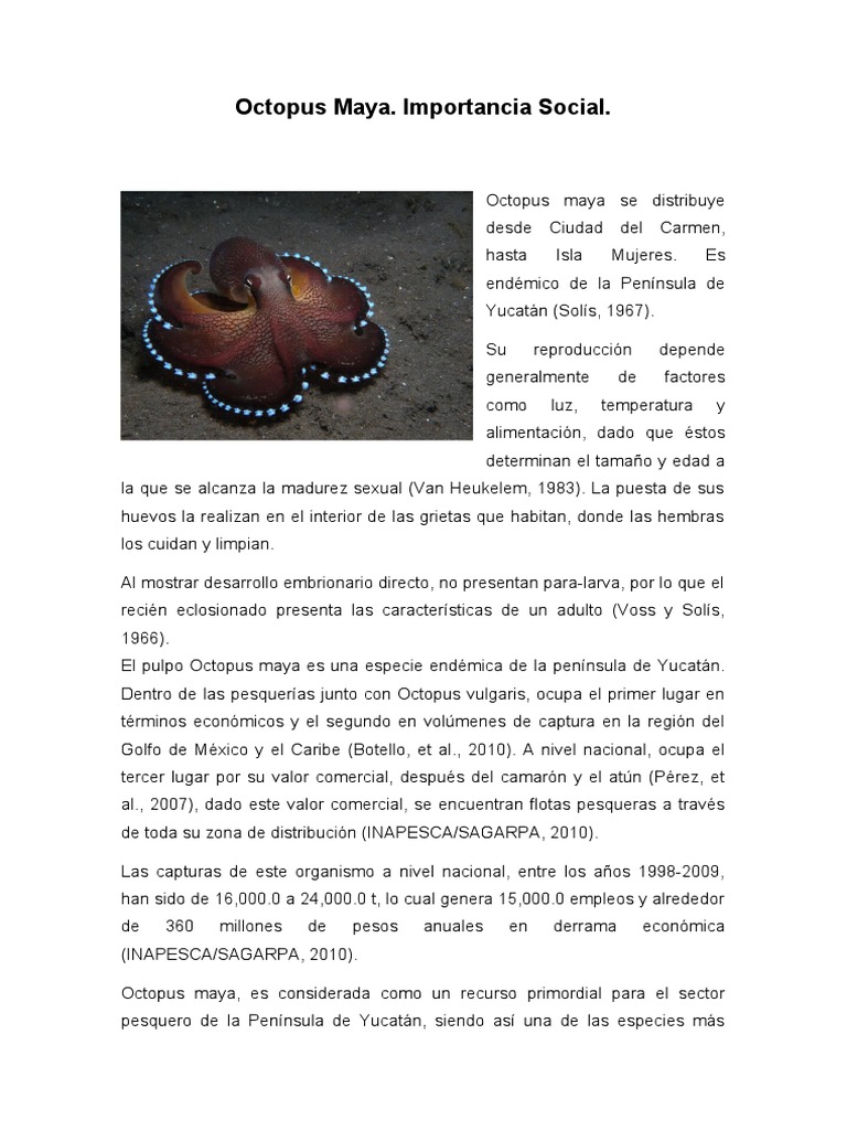 Octopus Maya | PDF | Pesquería