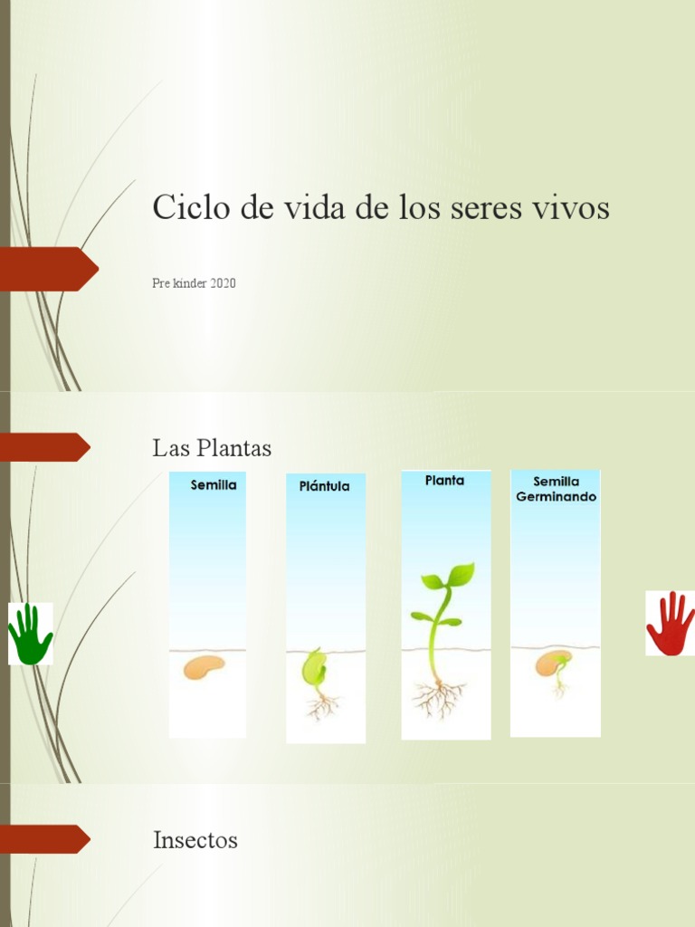 Cuál Es El Ciclo De Vida De Los Seres Vivos Y Su Importancia – HCZUN