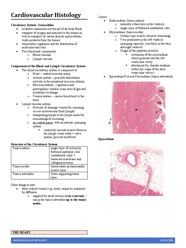 Cardiovascular Histology: Circulatory System: Generalities | PDF ...