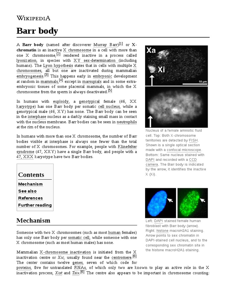 Barr Body: Chromatin Is An Inactive X Chromosome in A Cell With More ...
