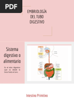 Persistencia del Conducto Onfalomesentérico | PDF | Anatomía ...