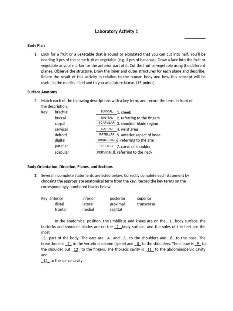 Laboratory Activity 1 | PDF | Anatomical Terms Of Location | Abdomen