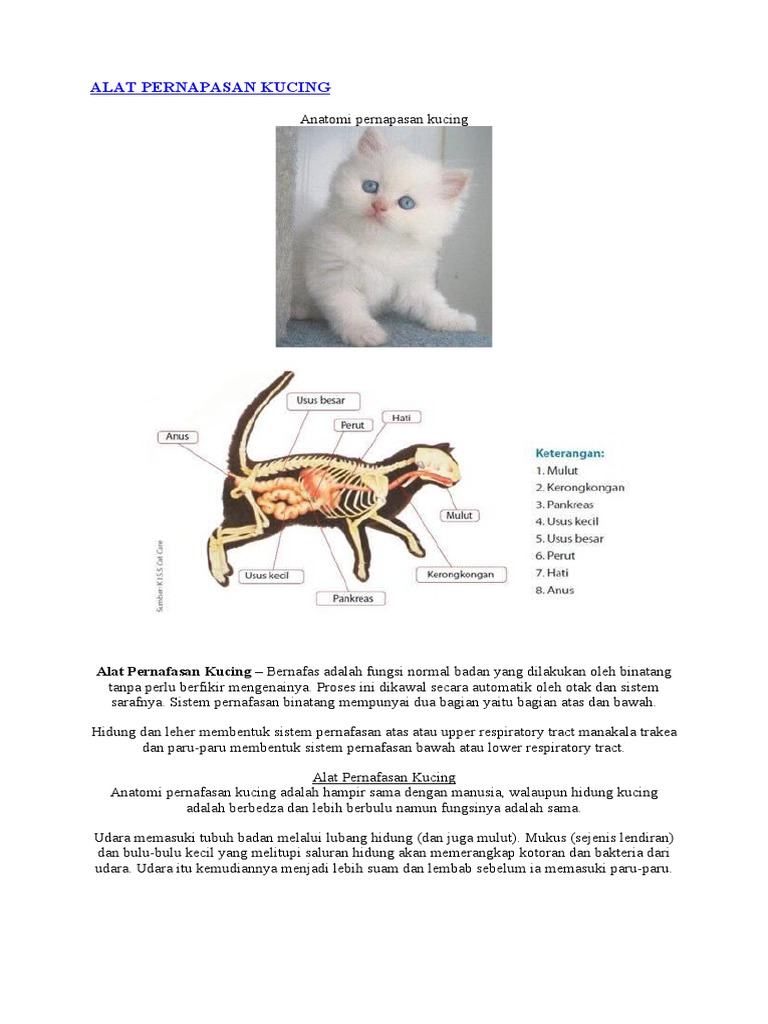 Alat Pernapasan Kucing | PDF